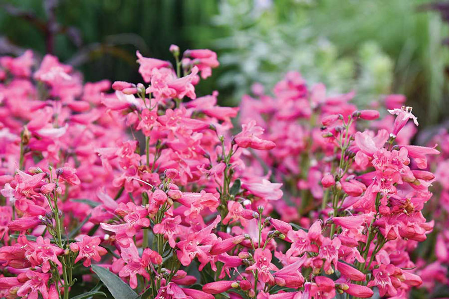 New Varieties - Landscaper Supplier of Proven Winners