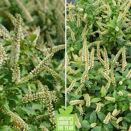 Plants of the Year - Landscaper Supplier of Proven Winners