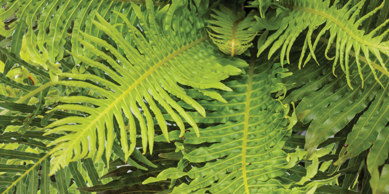 New Varieties - Landscaper Supplier of Proven Winners