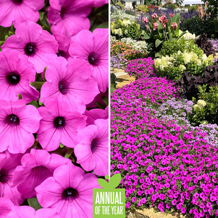 Plants of the Year - Landscaper Supplier of Proven Winners
